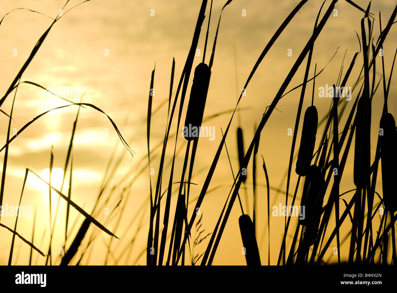 Cattail grass hi-res stock photography and images - Alamy