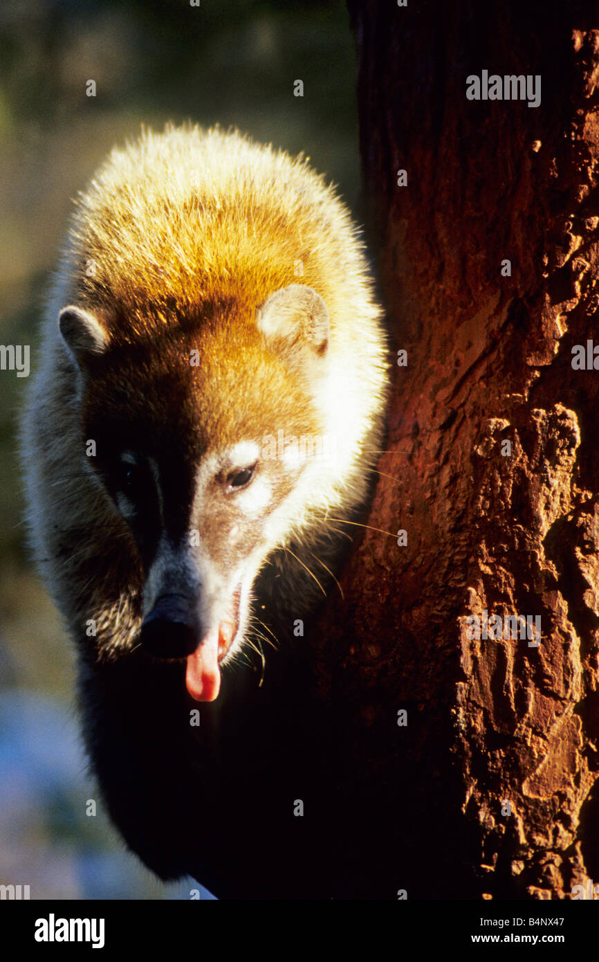 White Nosed Coati Mundi Nasua narica Belize Stock Photo - Alamy
