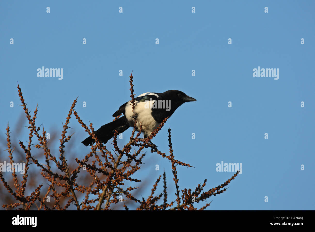 Magpie side view hi-res stock photography and images - Alamy