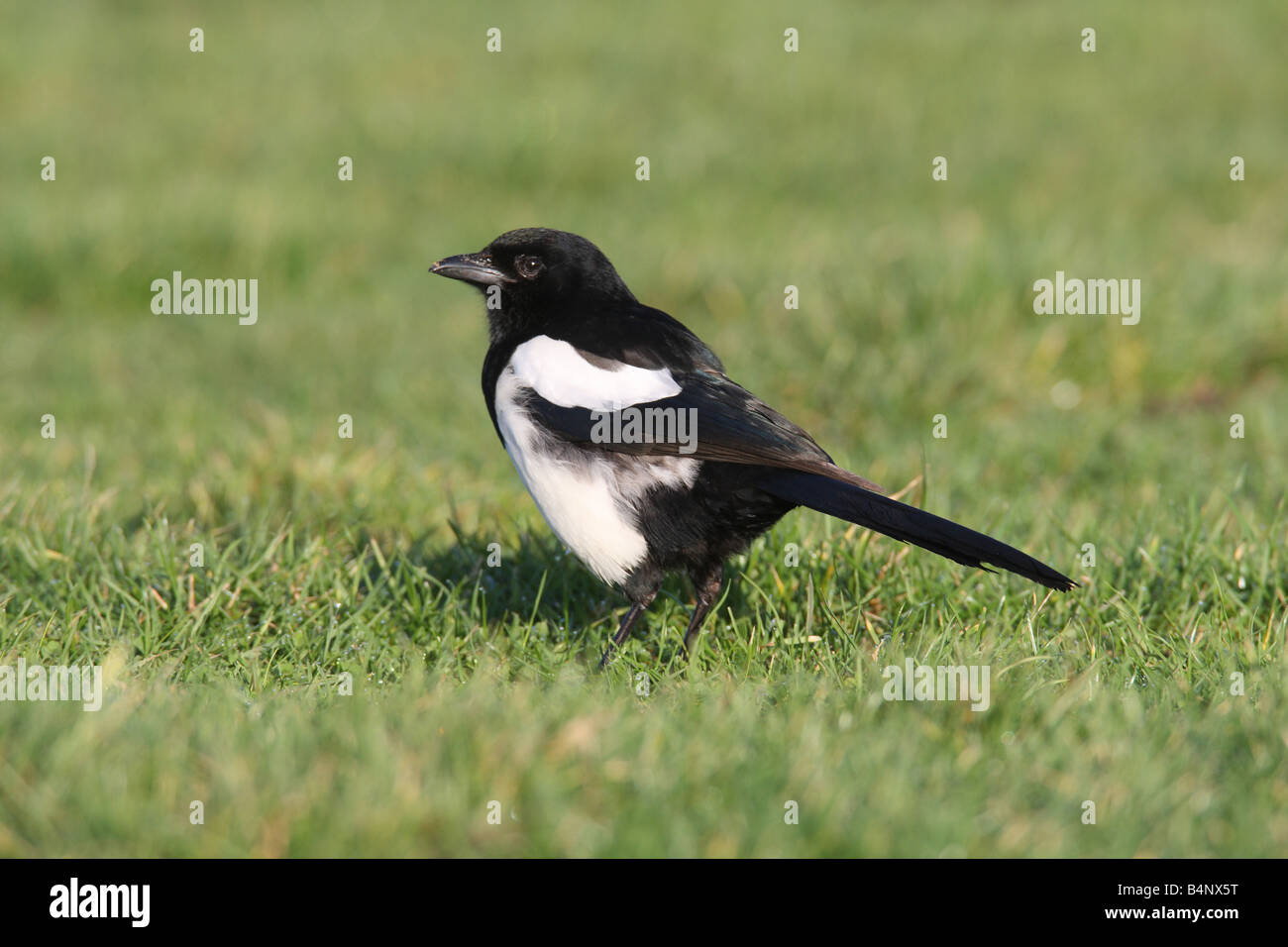 Magpie side view hi-res stock photography and images - Alamy