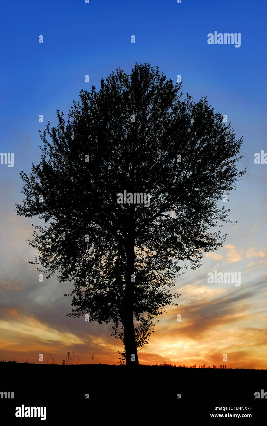 Silhouetted tree at sunset Stock Photo - Alamy