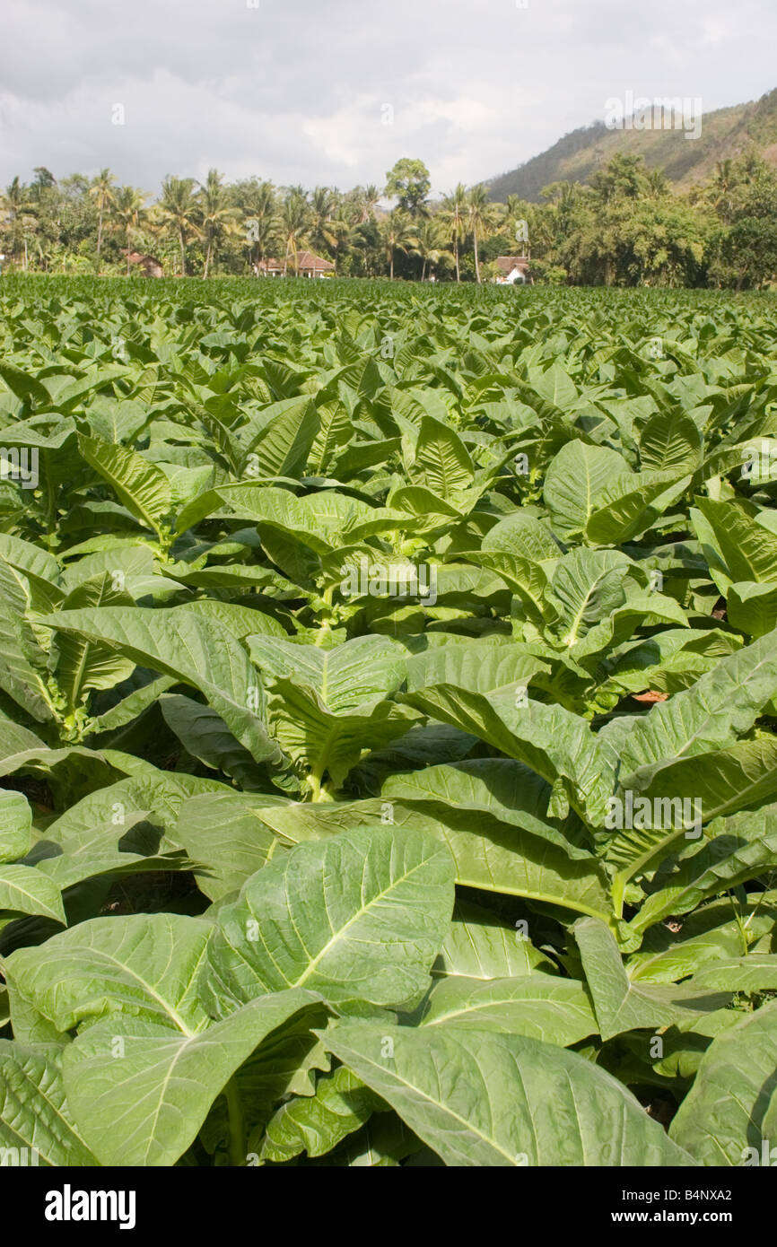 Tobacco farm hi-res stock photography and images - Alamy