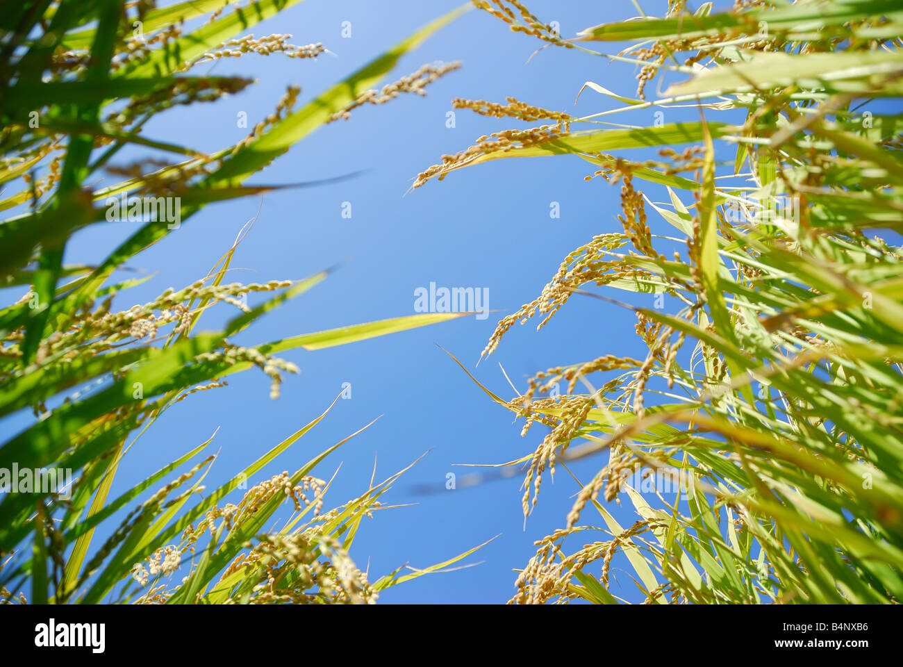 Rice field straw hi-res stock photography and images - Alamy