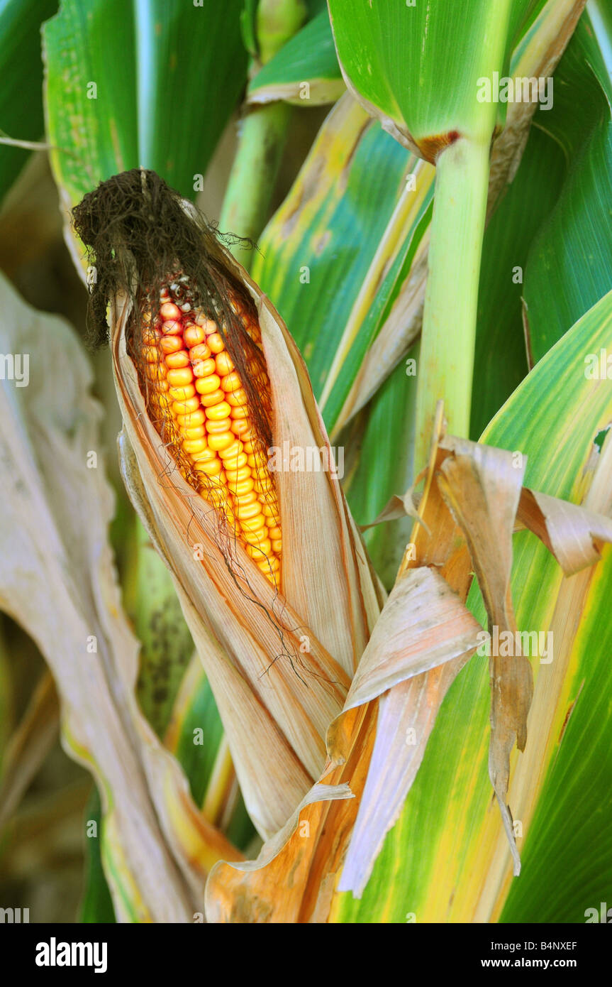 Ears of corn still on the stalk in a farm field before harvest Stock ...