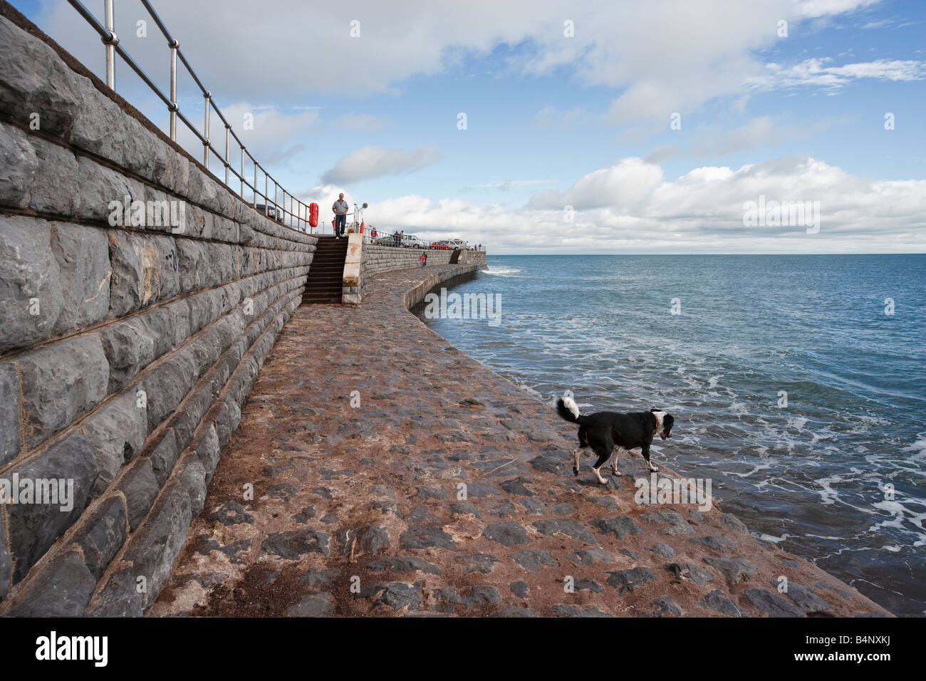 Collie cross springer spaniel hi-res stock photography and images - Alamy