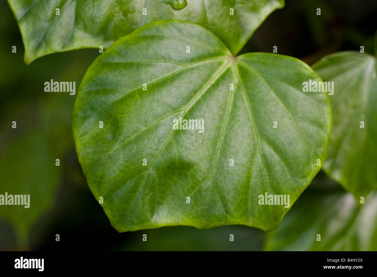 close up of a green beautiful leaf Stock Photo - Alamy