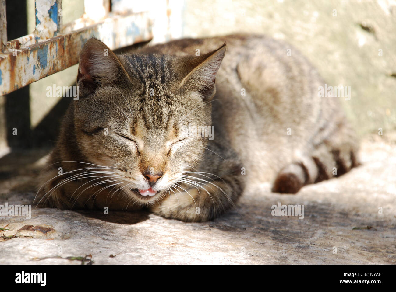 Cat Dozing in dappled shade Stock Photo - Alamy