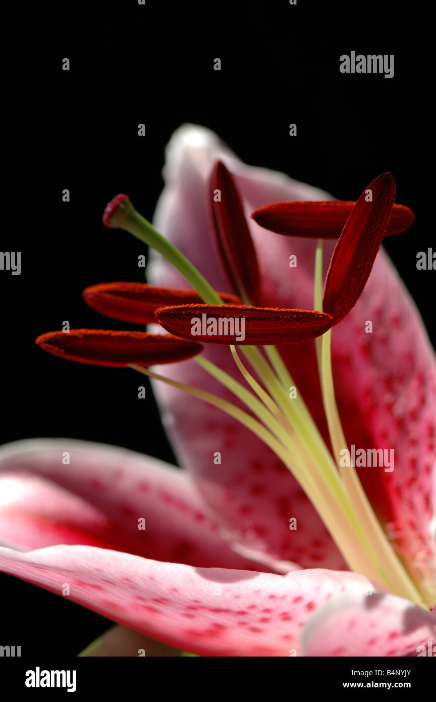 A Stargazer lily Stock Photo - Alamy