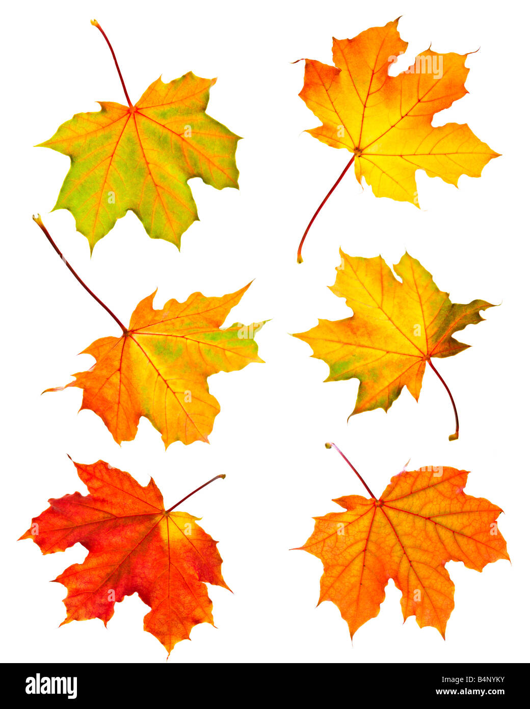 Several fall maple leaves isolated on white background Stock Photo - Alamy
