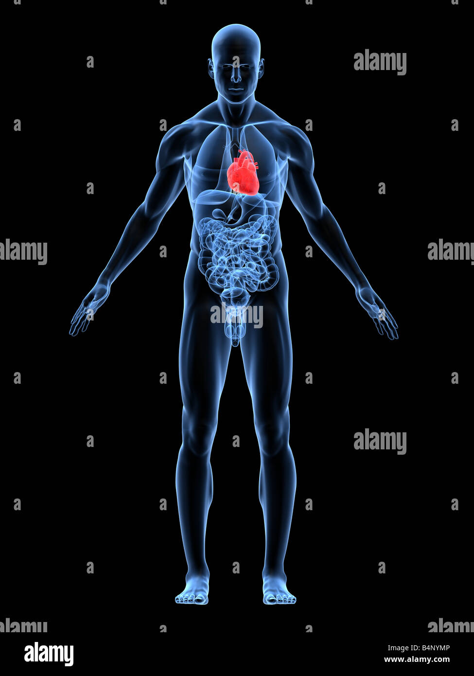 Heart medical illustration hi-res stock photography and images - Alamy