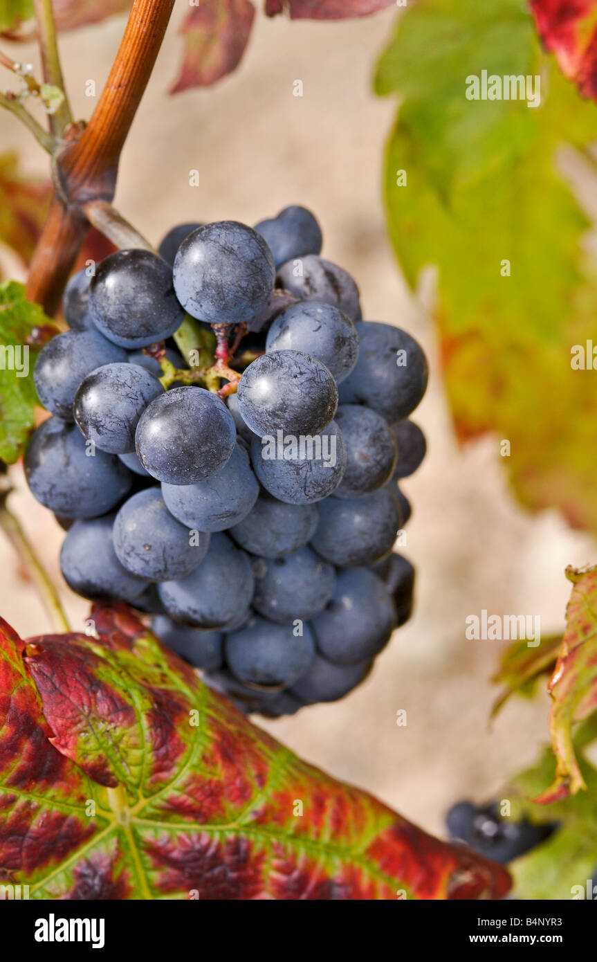 Gamay gamay hi-res stock photography and images - Alamy