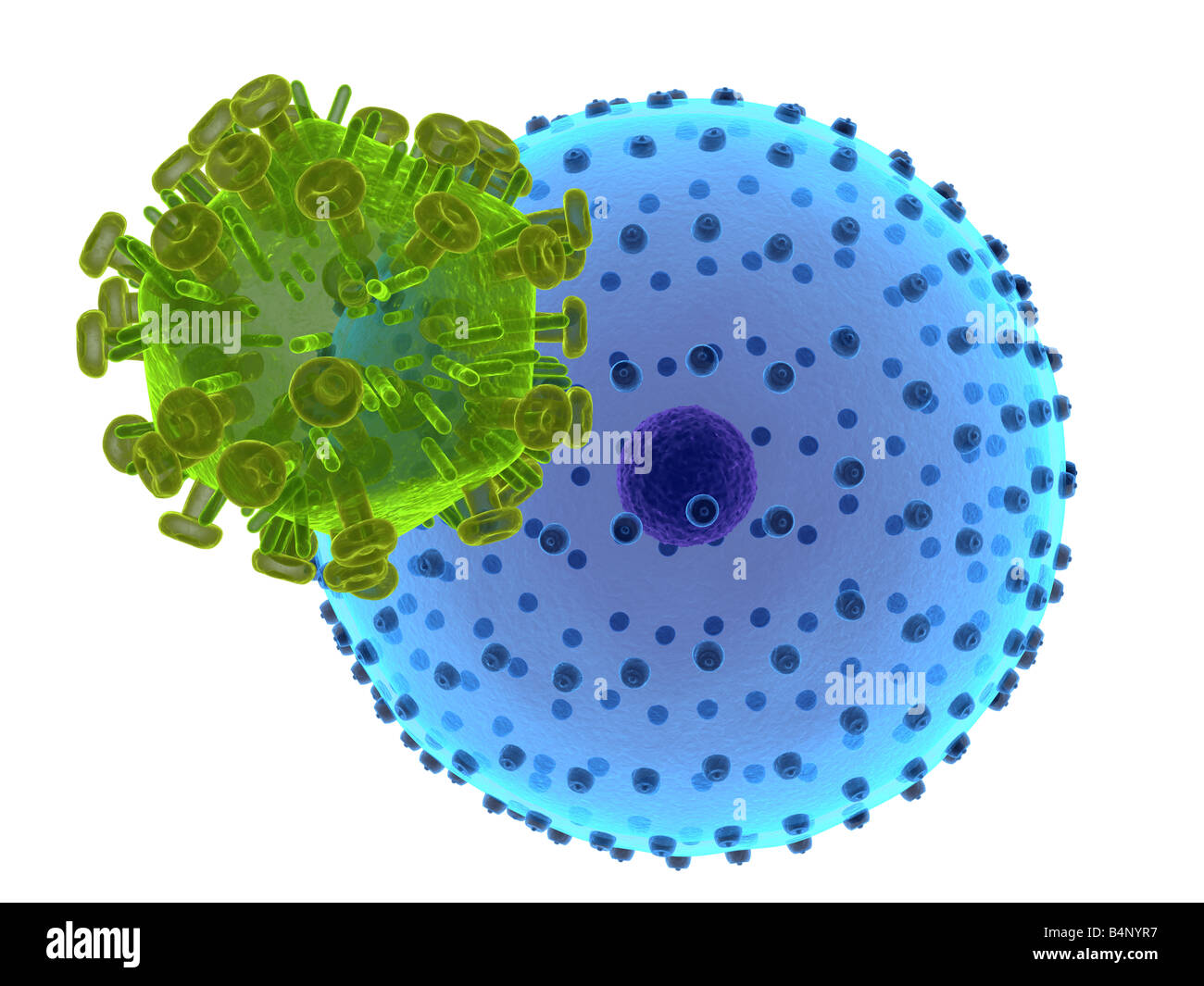 Virus Attacking Cell