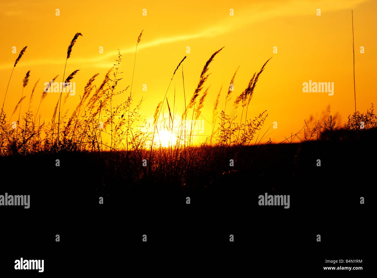 grass in sunset Stock Photo - Alamy