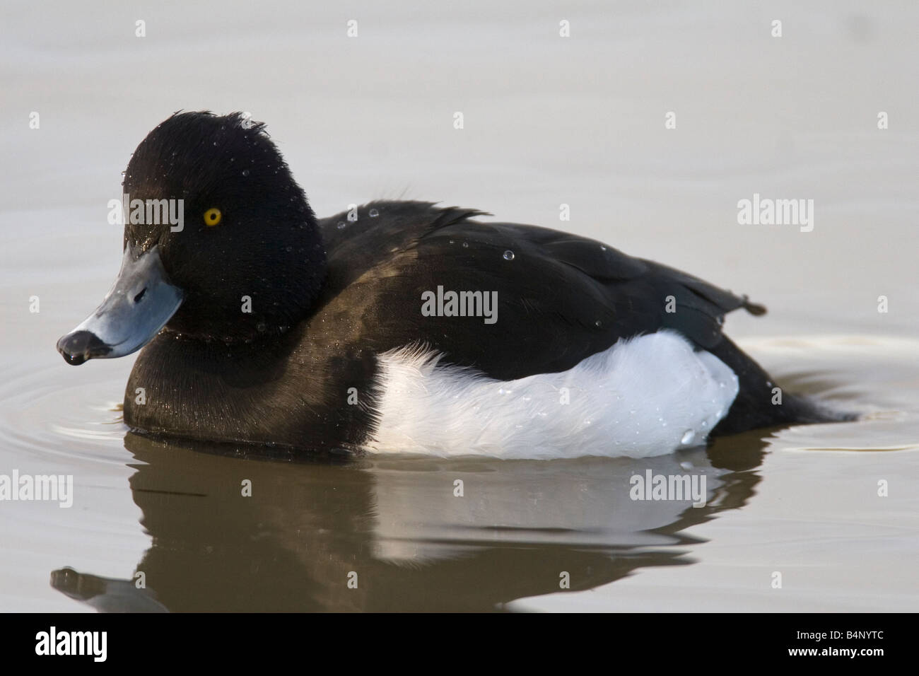 Tufted duck side view hi-res stock photography and images - Alamy
