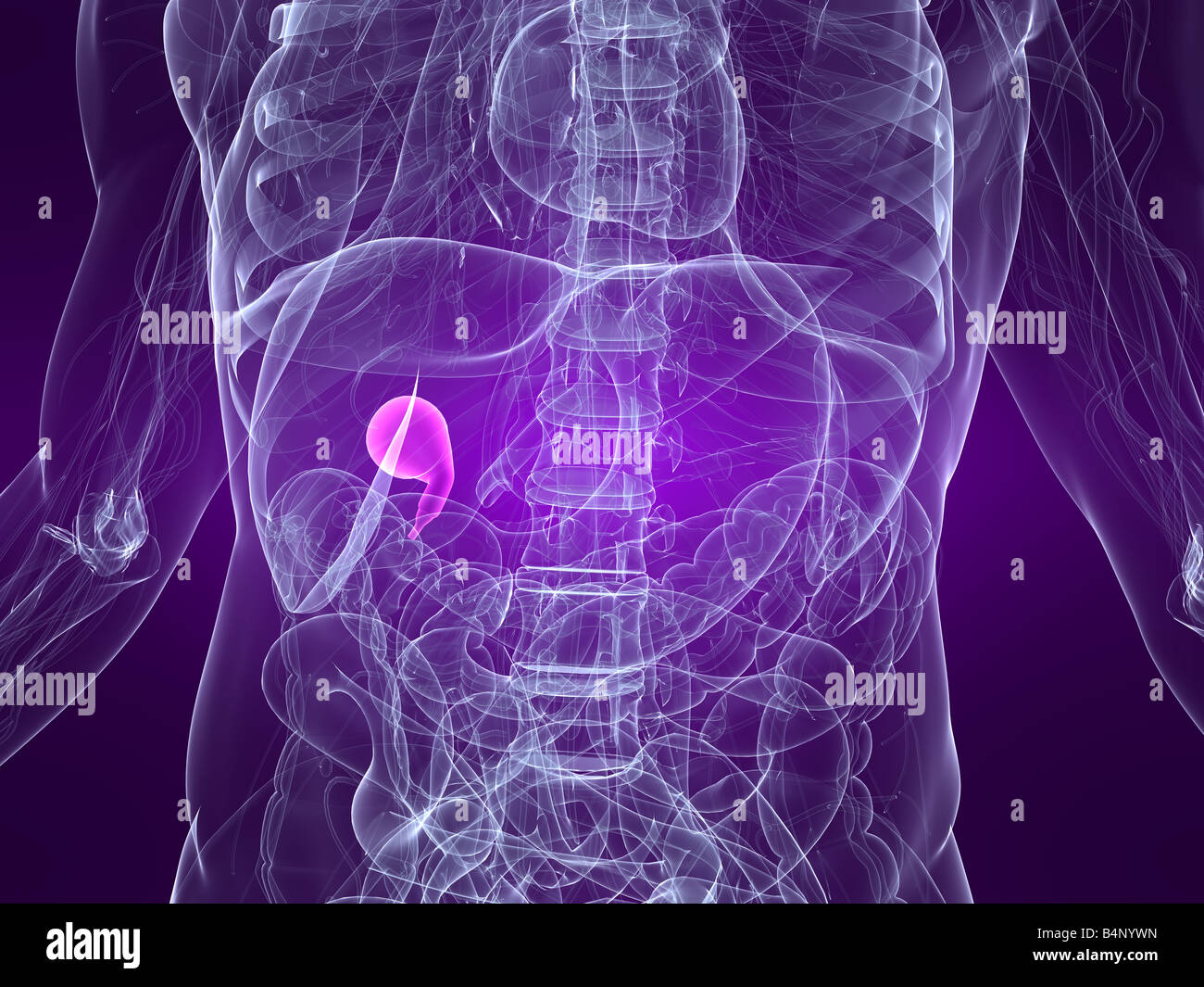 highlighted gall bladder Stock Photo - Alamy