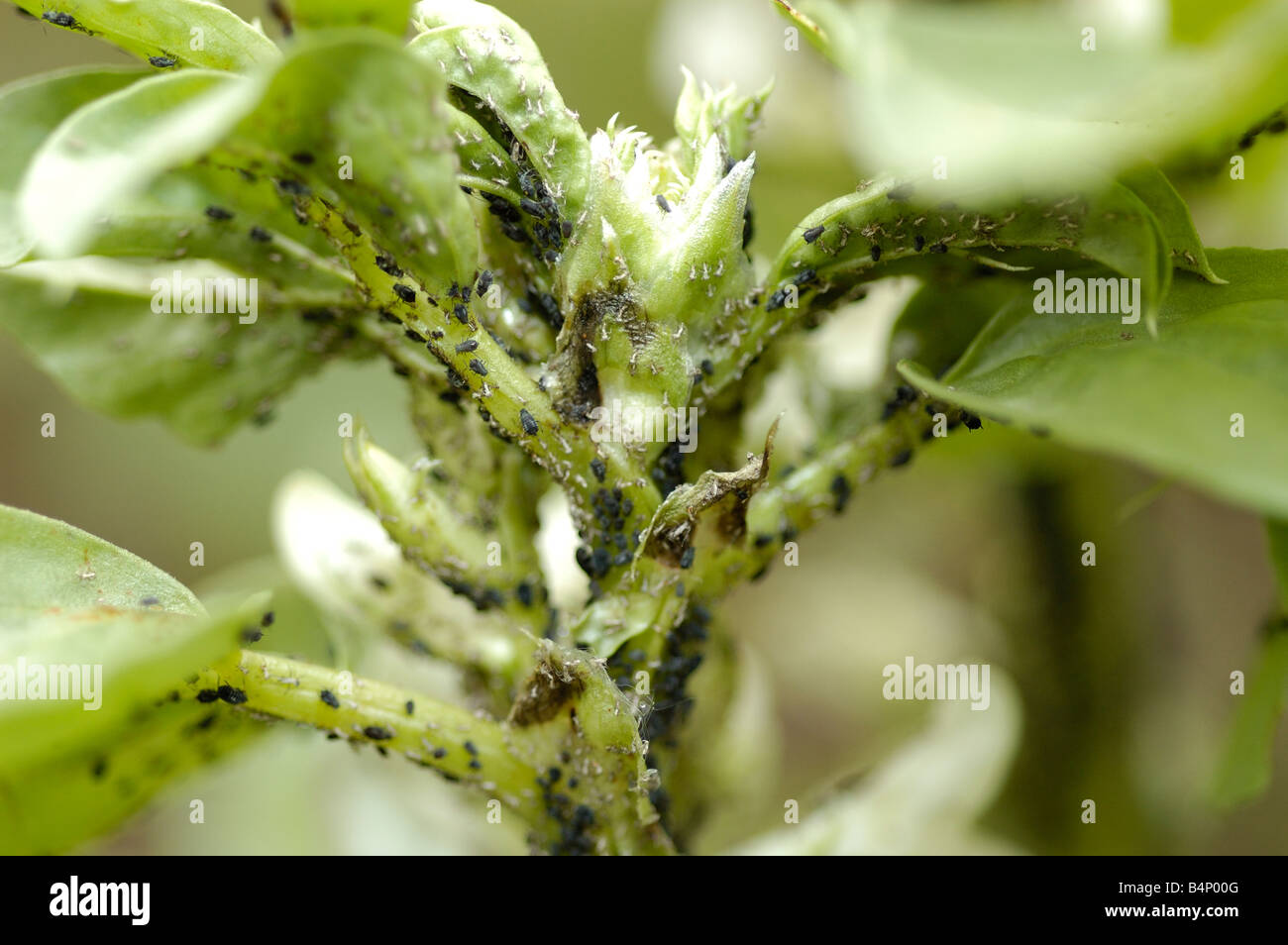 Blackfly on bean plant Stock Photo - Alamy
