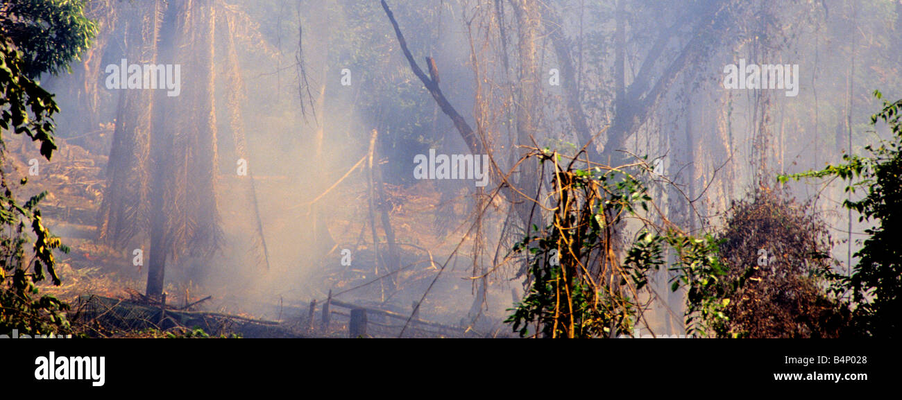 Forest fire in the Rainforest, Belize Stock Photo - Alamy