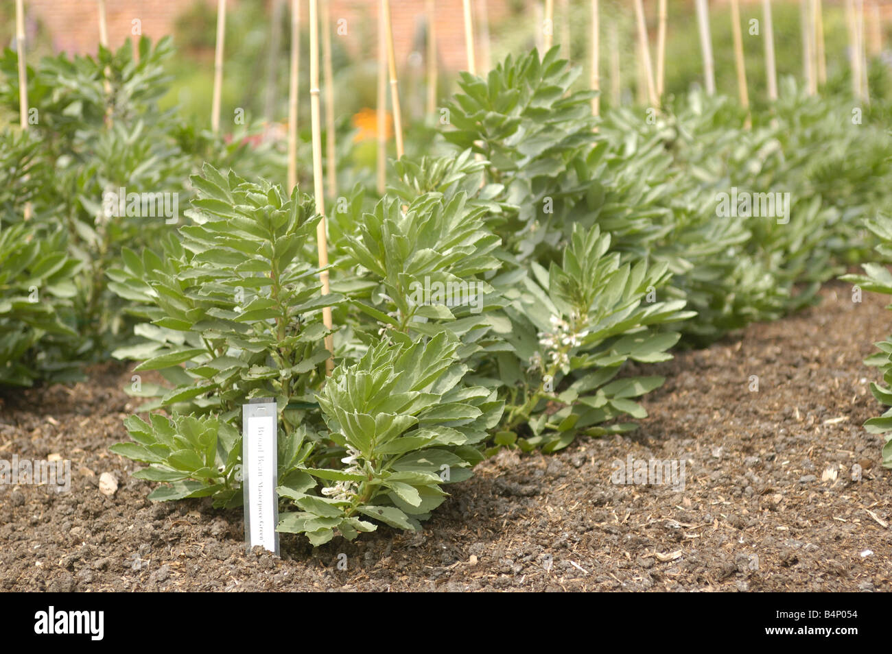 Broad beans growing Stock Photo - Alamy