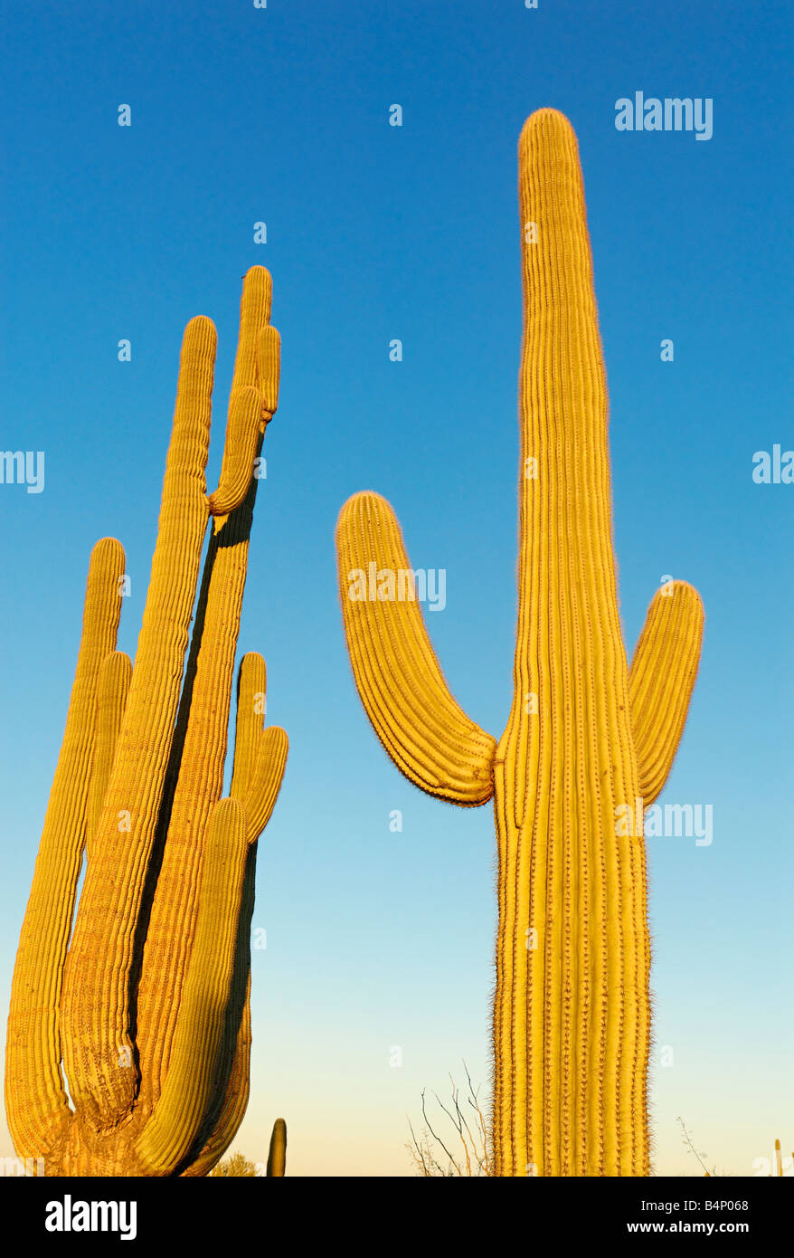 Saguaro Cactus Sunrise Stock Photo - Alamy