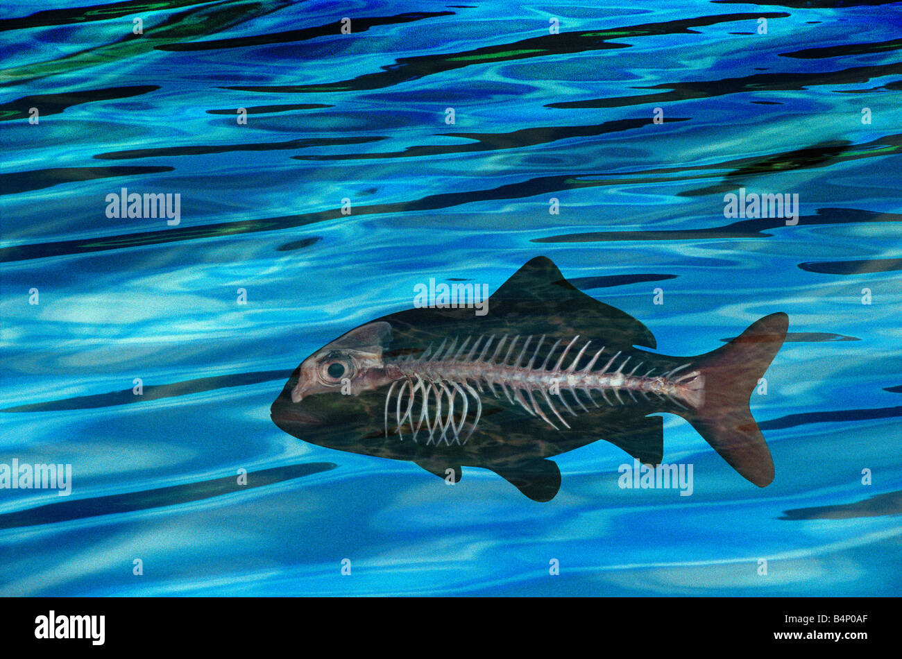 A decaying fish with skeleton representing climate change and ...