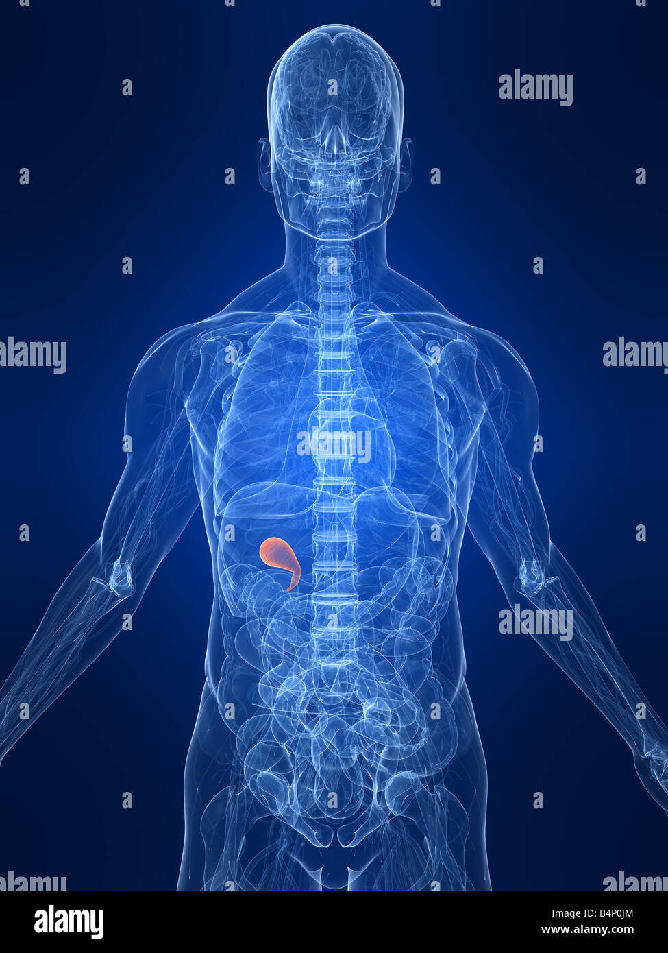 human gall bladder Stock Photo - Alamy