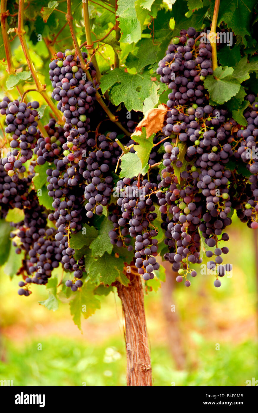Fruit growing vine hi-res stock photography and images - Alamy