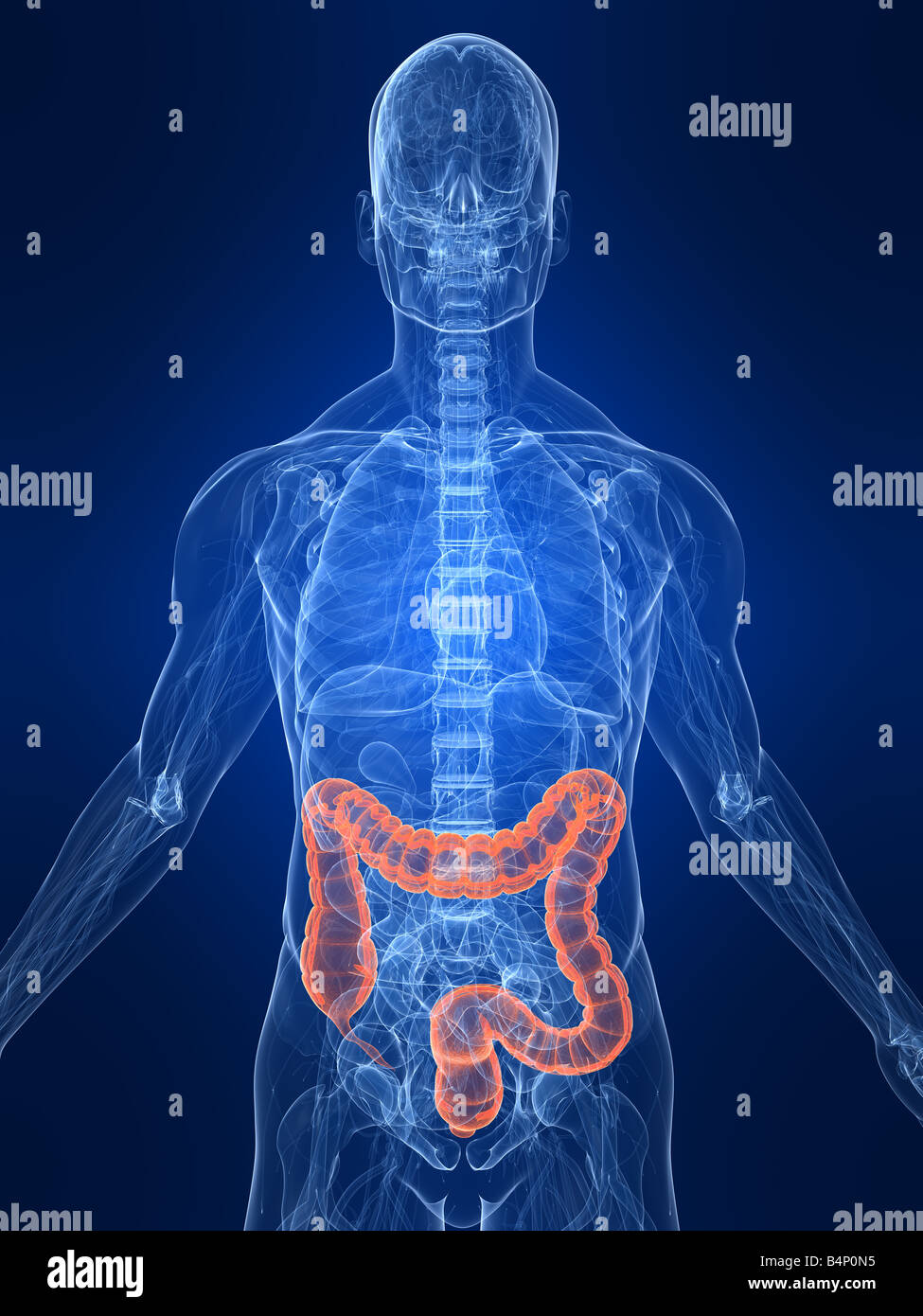 Liver Human Autopsy High Resolution Stock Photography and Images - Alamy