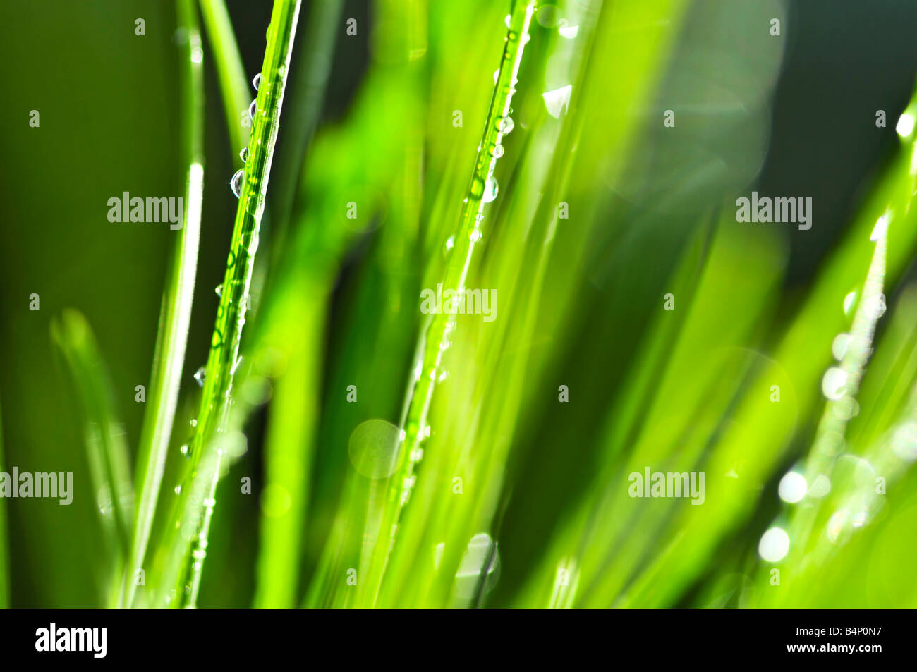 Natural background of dewy green grass blades close up Stock Photo - Alamy