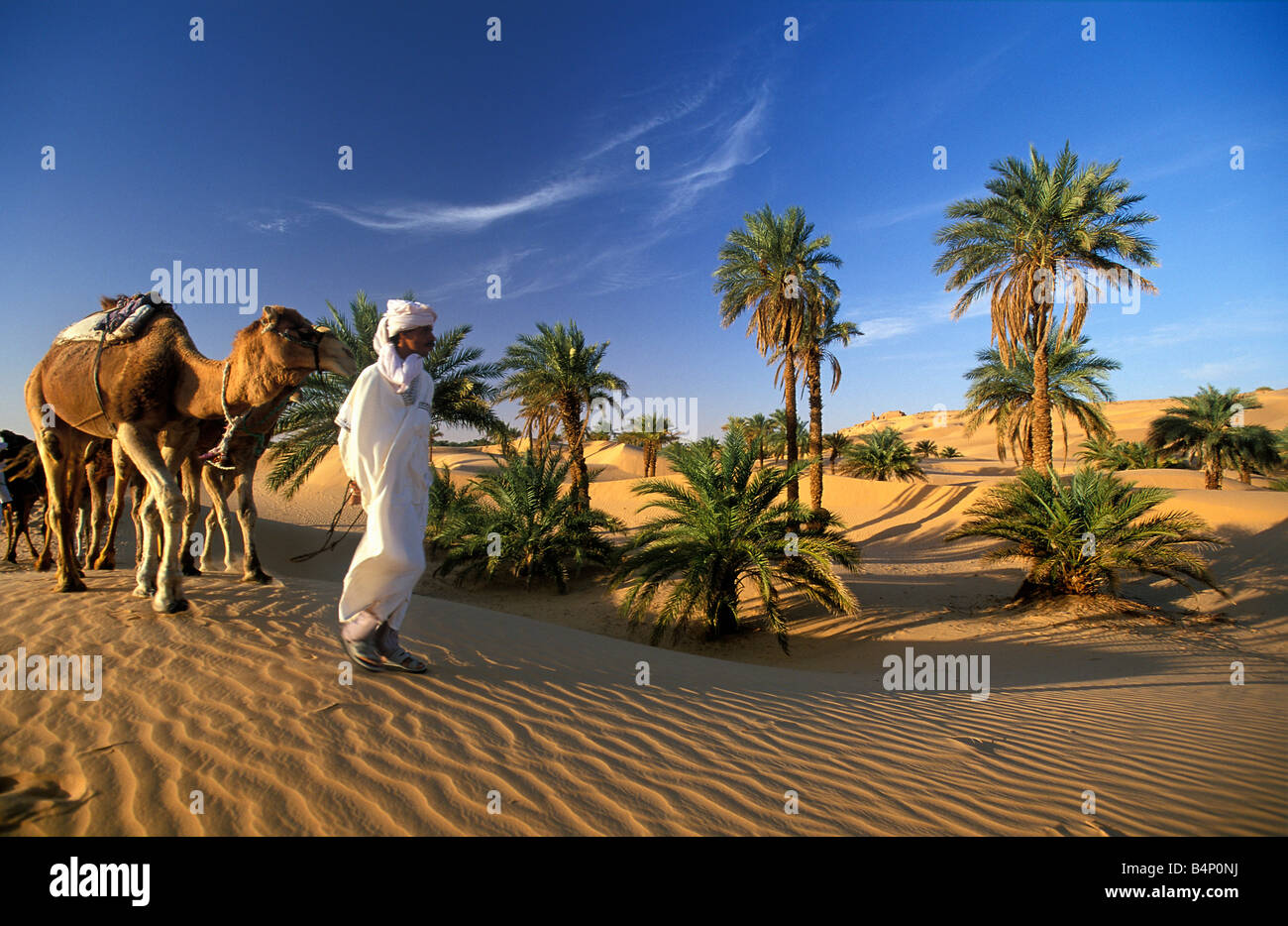 Algeria Timimoun Bedouin and camels Sahara Desert Stock Photo - Alamy