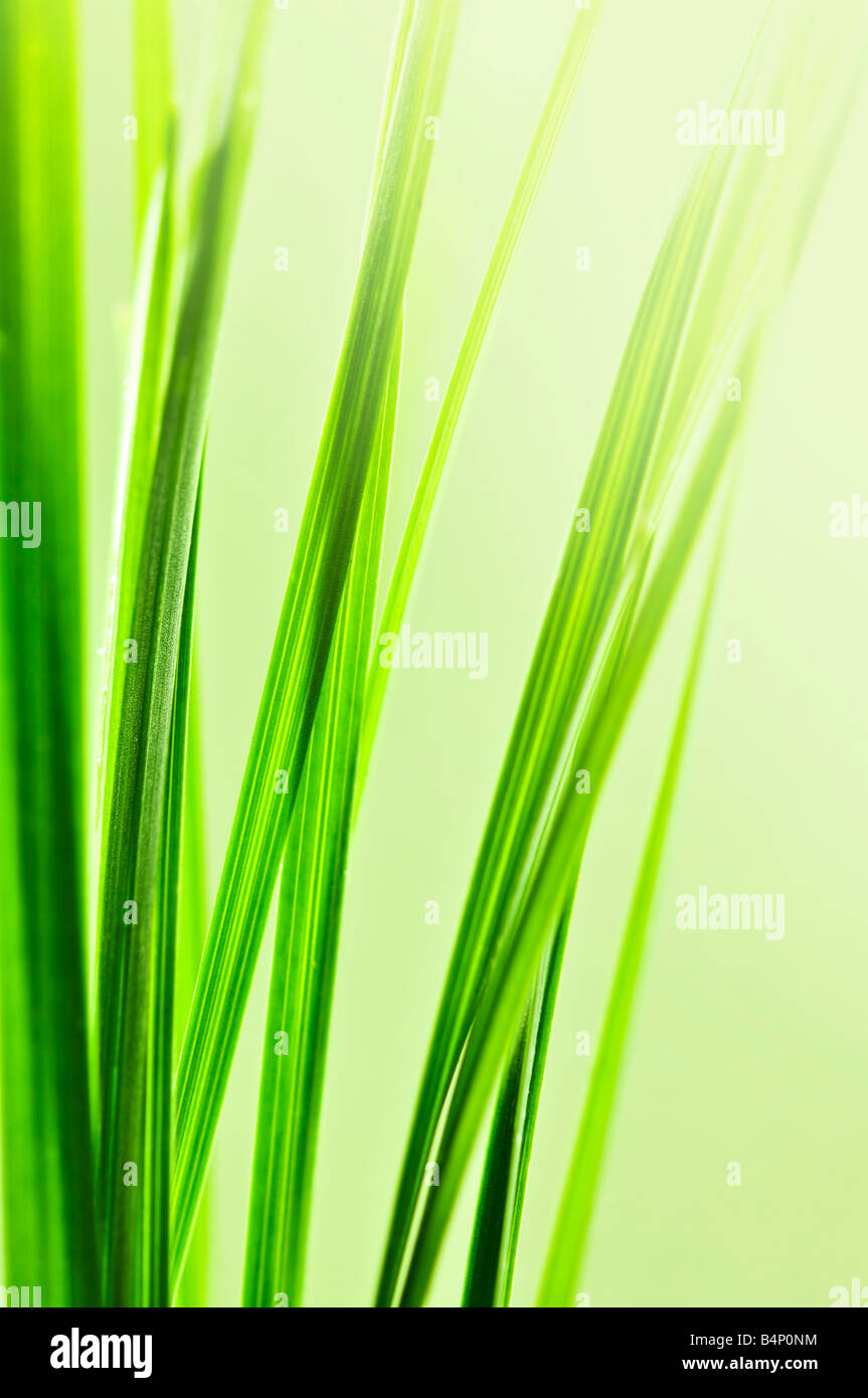 Natural background with green grass blades close up Stock Photo - Alamy