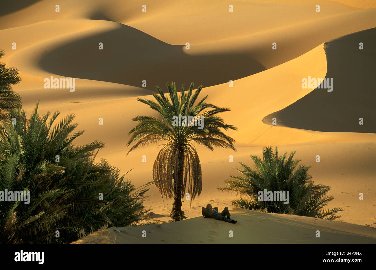 Algeria Timimoun Tourist relaxing under palm tree Sand dunes Sahara ...