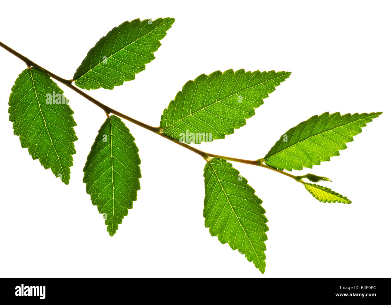 Tree branch with green leaves isolated on white background Stock Photo ...