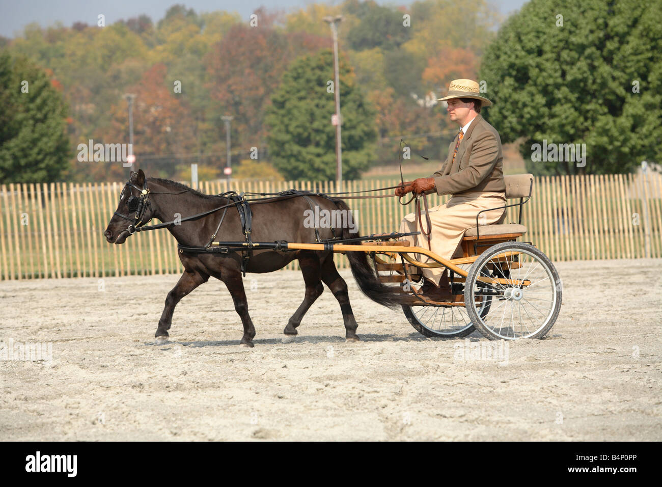 Miniature horse carriage hi-res stock photography and images - Alamy