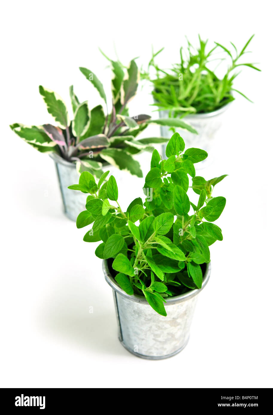 Assorted fresh herbs in buckets isolated on white background Stock ...