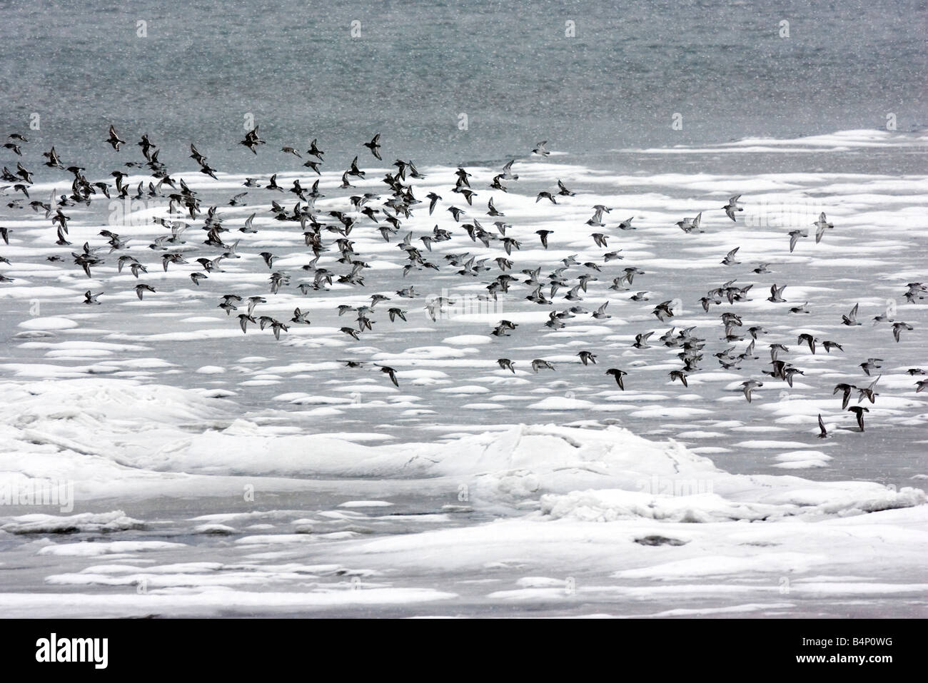Rock Sandpiper Calidris ptilocnemis Stock Photo - Alamy