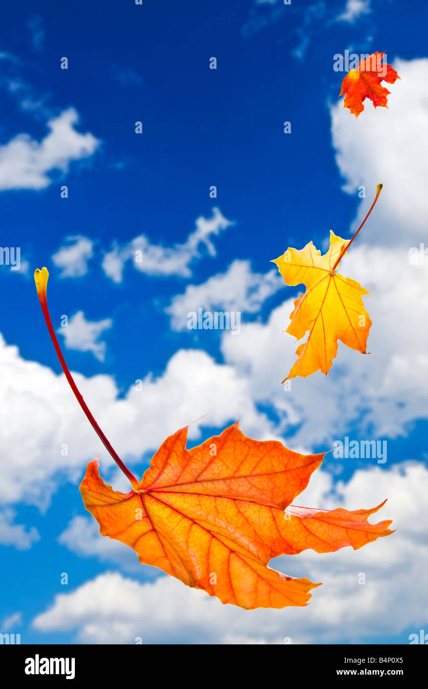 Maple leaves windy hi-res stock photography and images - Alamy