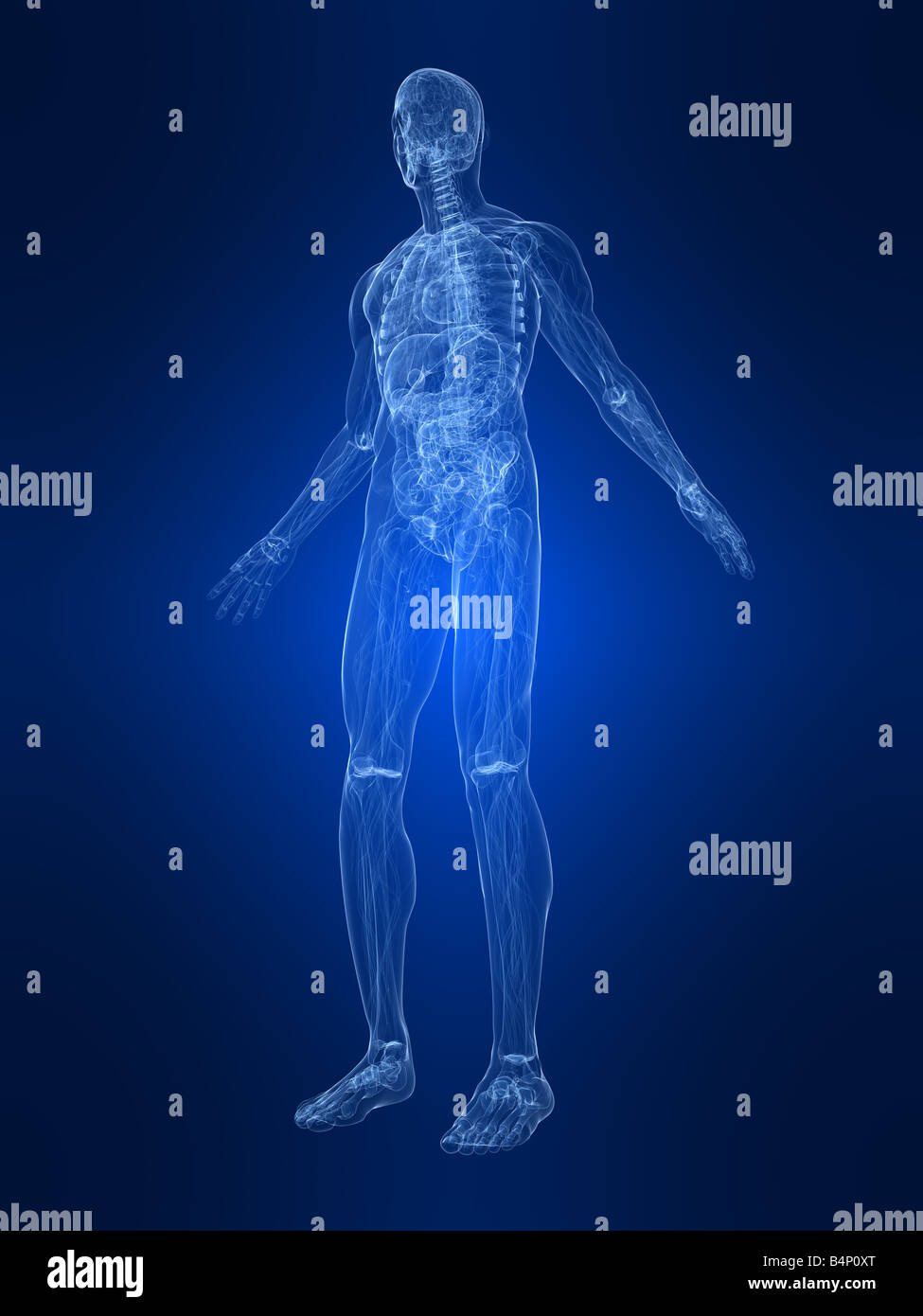 Human body shape hi-res stock photography and images - Alamy
