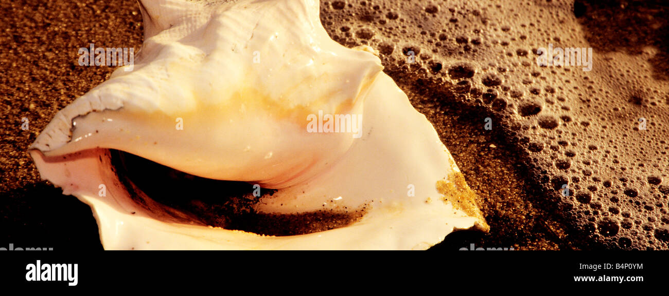 Conch Shell, Belize Stock Photo - Alamy