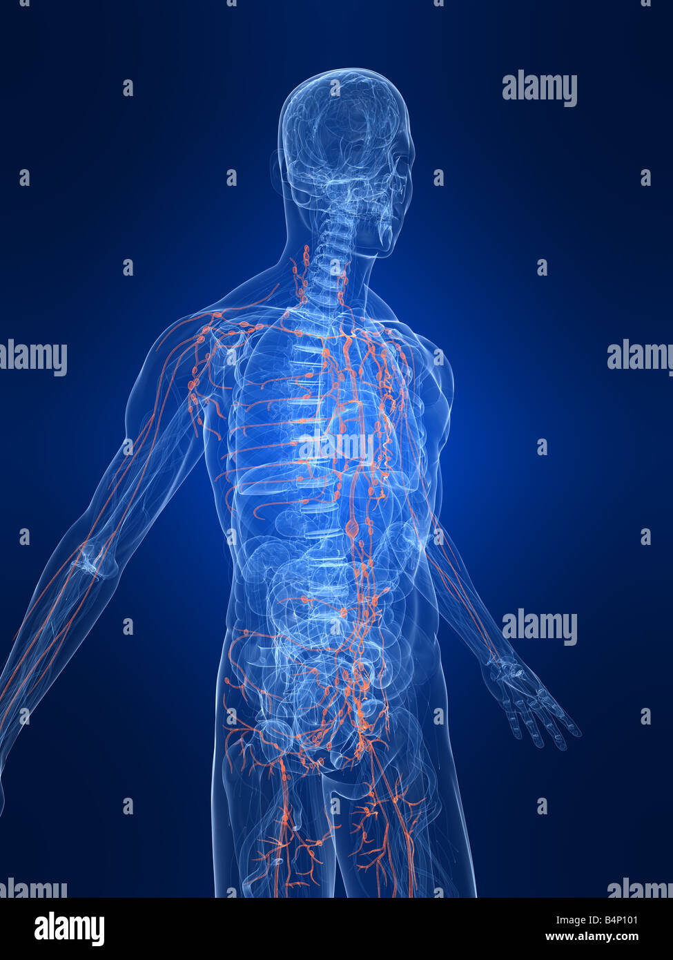 The lymphatic system hi-res stock photography and images - Alamy