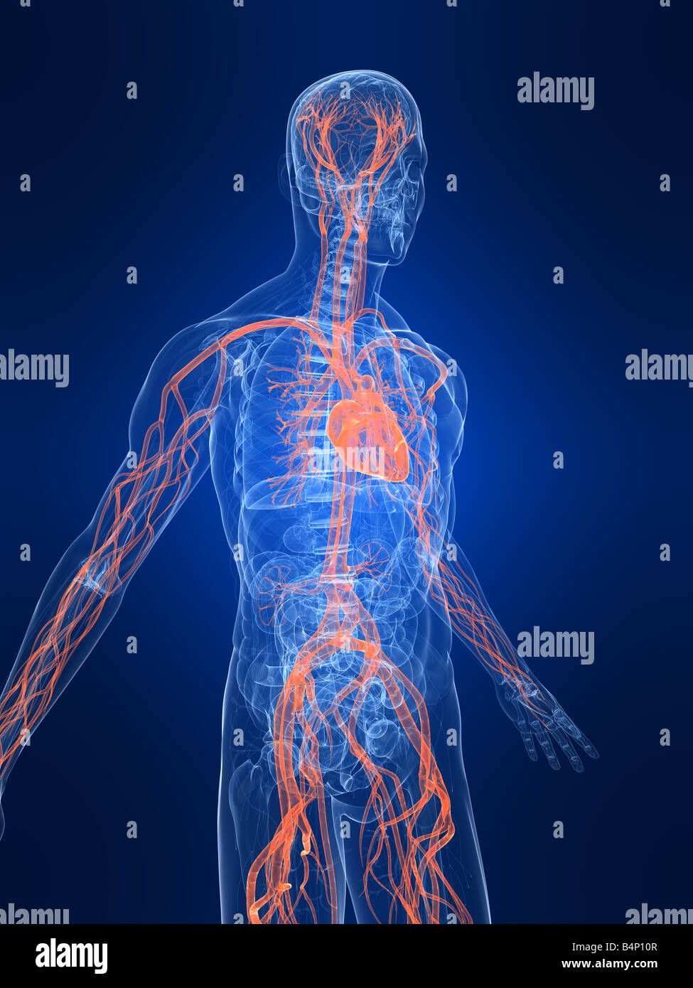 Organs and vascular system hi-res stock photography and images - Alamy