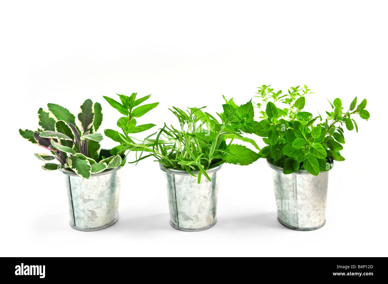 Assorted fresh herbs in buckets isolated on white background Stock ...