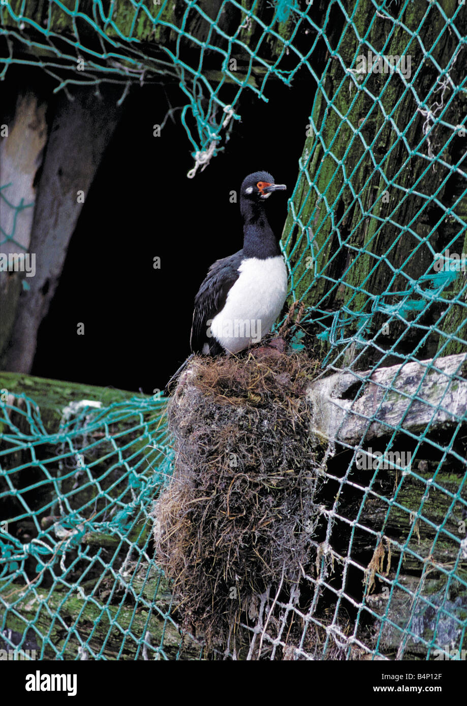Rock Shag Phalacrocorax magellanicus Stock Photo - Alamy