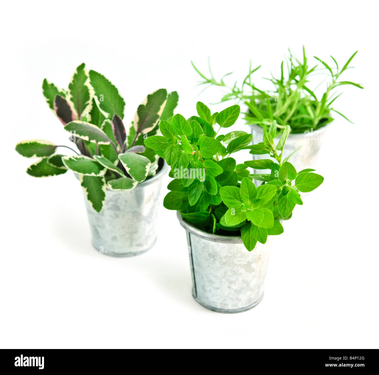 Assorted fresh herbs in buckets isolated on white background Stock ...