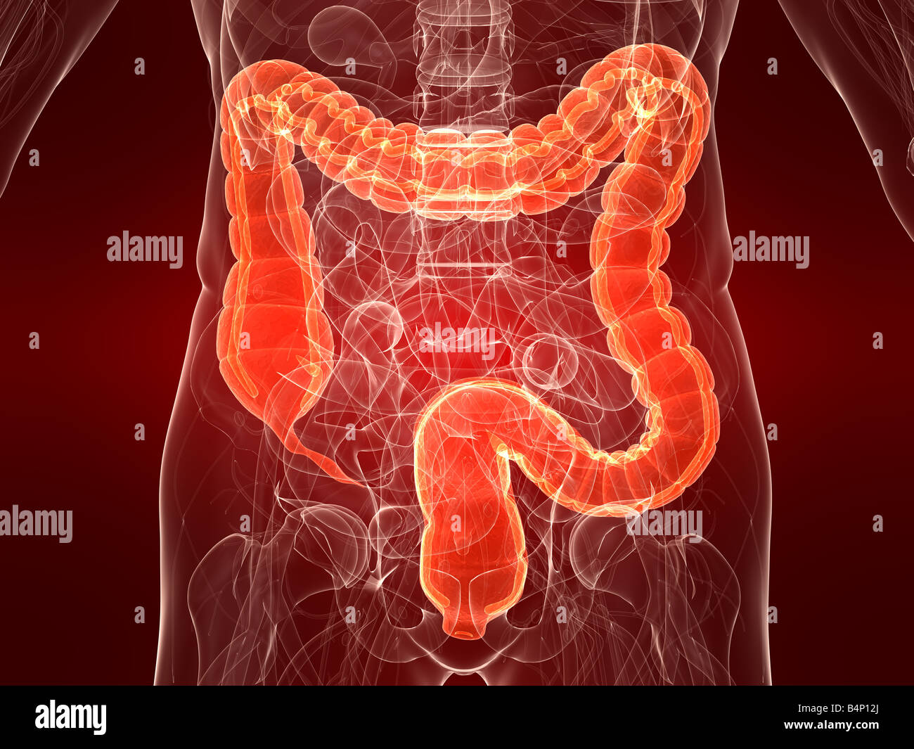 Liver Human Autopsy High Resolution Stock Photography and Images - Alamy