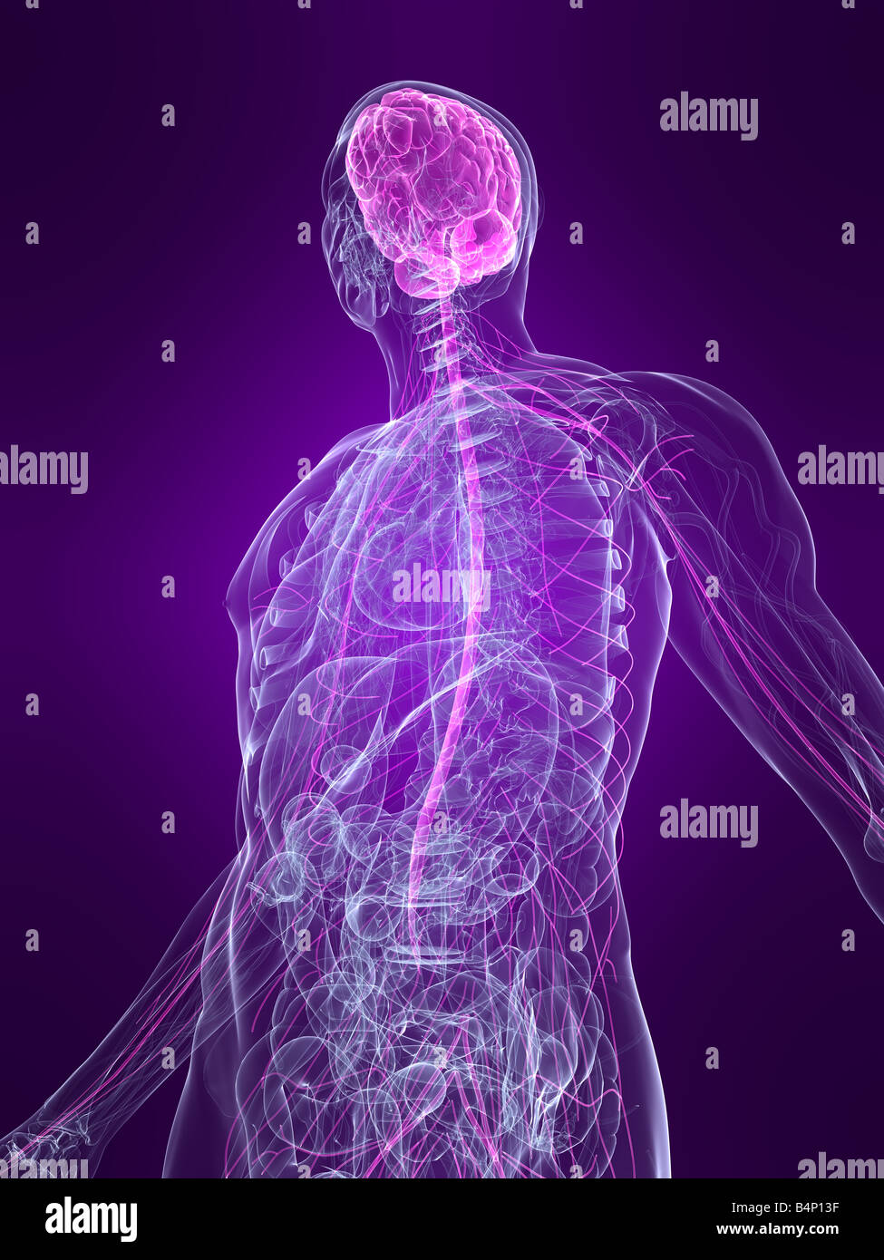 Nervous system of hi-res stock photography and images - Alamy