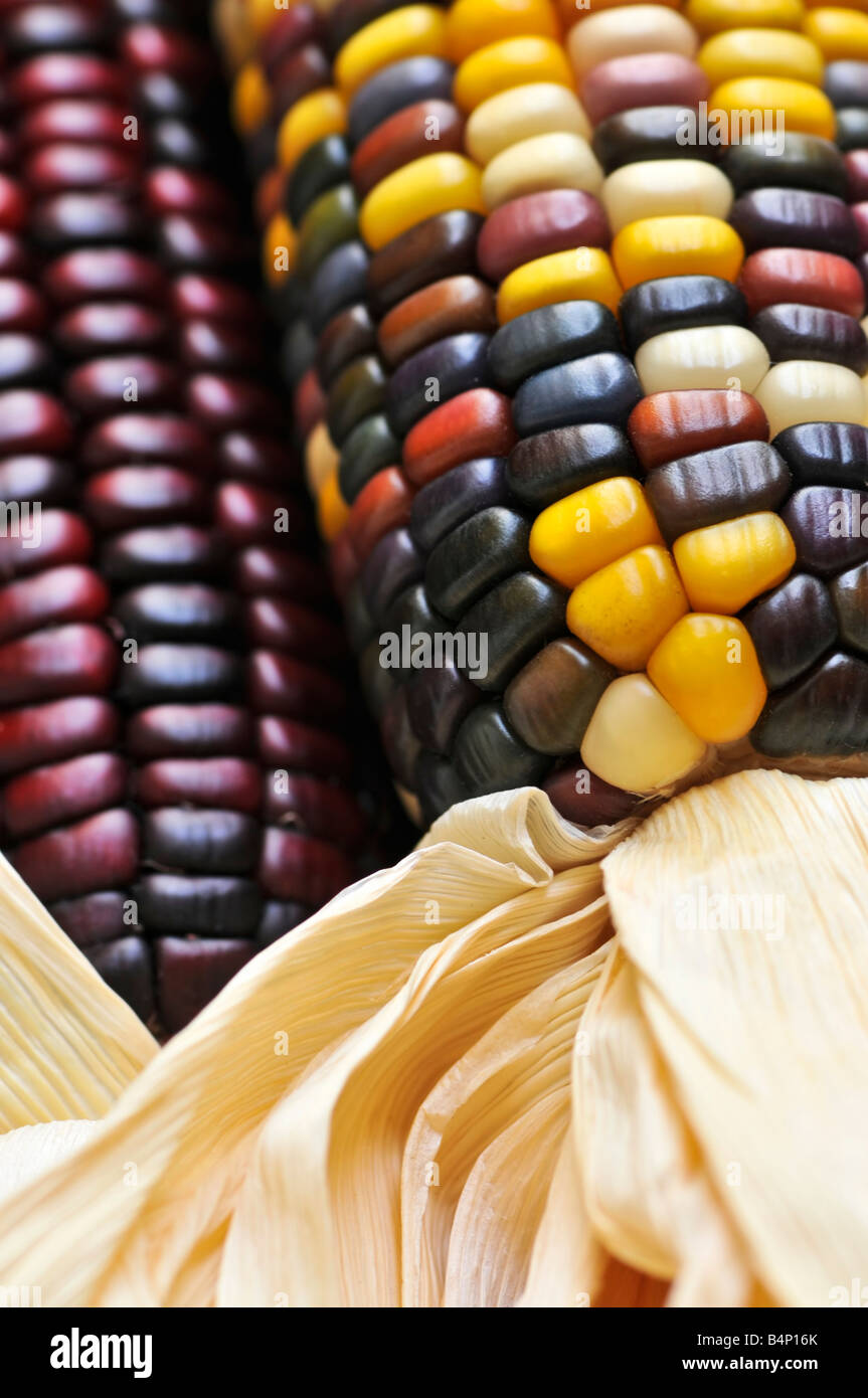 Two cobs of indian corn close up Stock Photo - Alamy