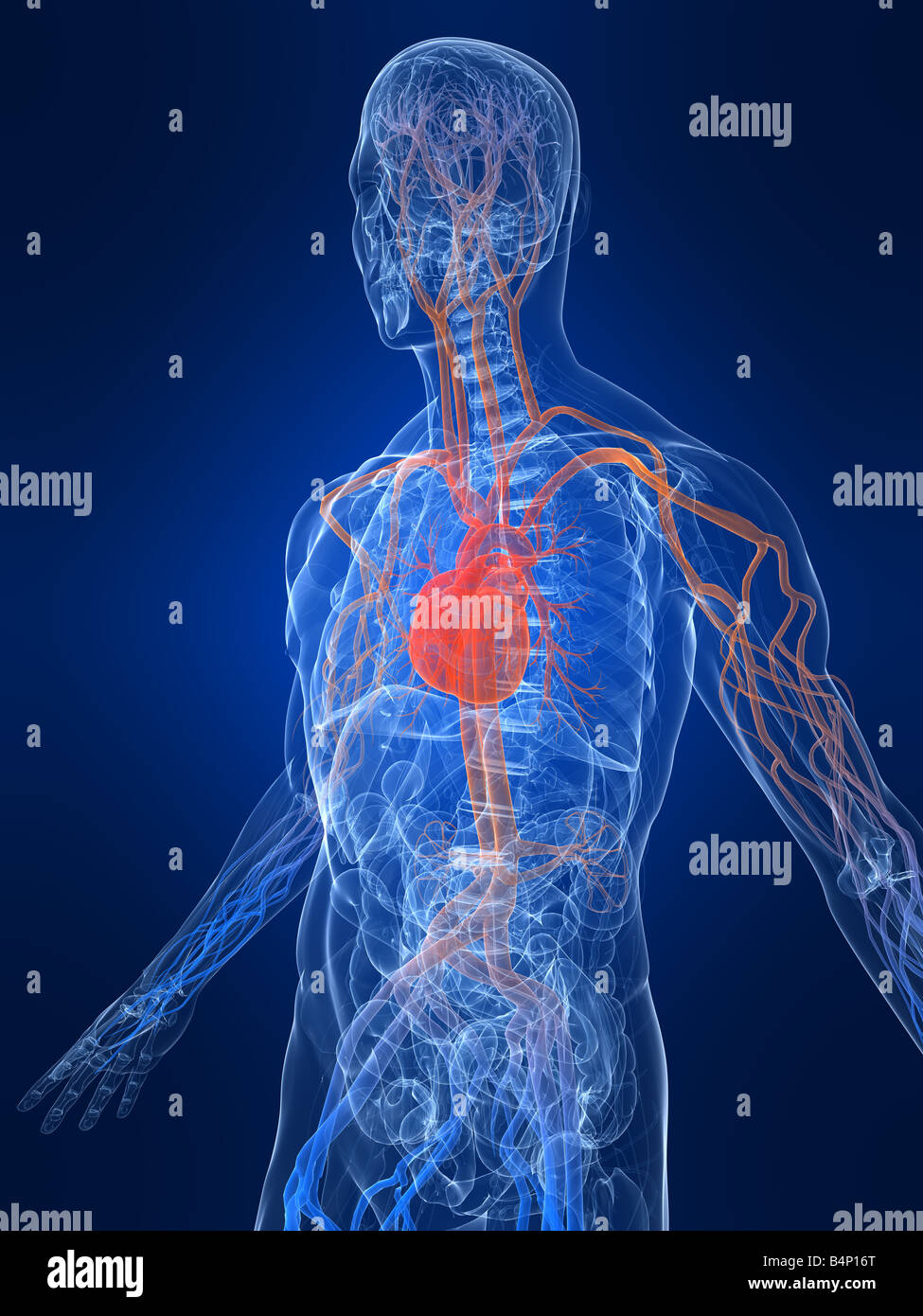 Vascular system human body hi-res stock photography and images - Alamy
