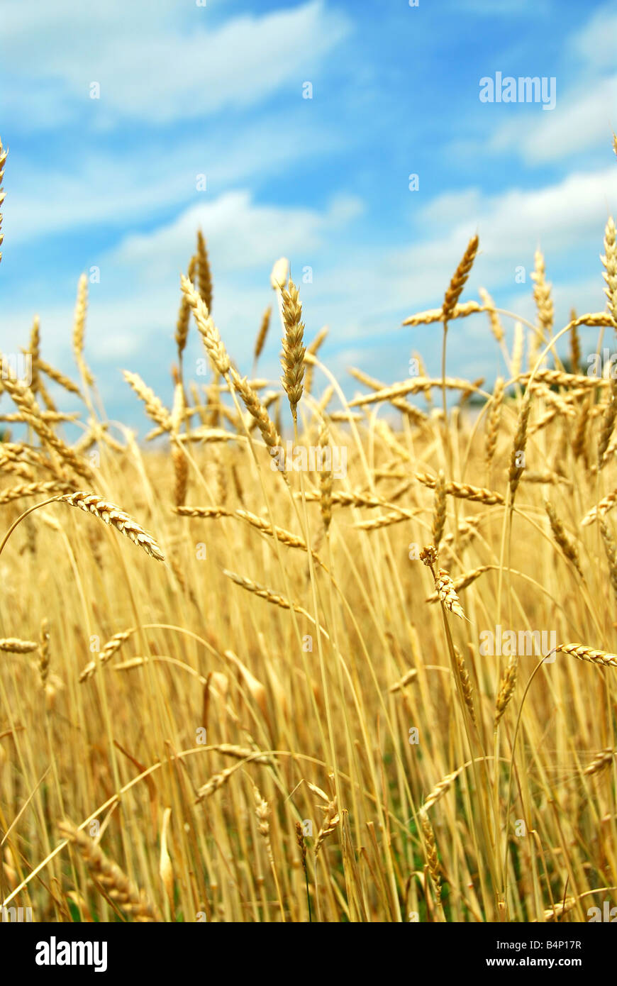 Yellow grain ready for harvest growing on a farm field Stock Photo - Alamy
