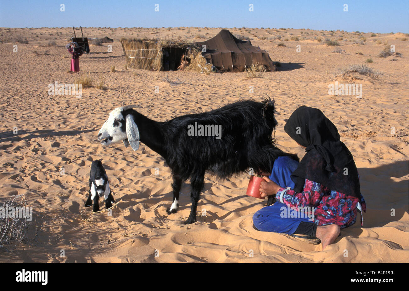 Algeria Touggourt Bedouin girl milking goat Background tent Sahara ...