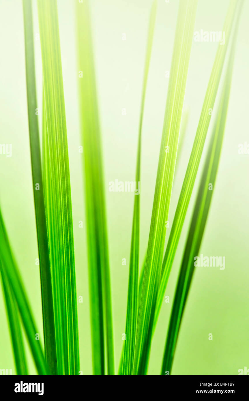 Natural background with green grass blades close up Stock Photo - Alamy